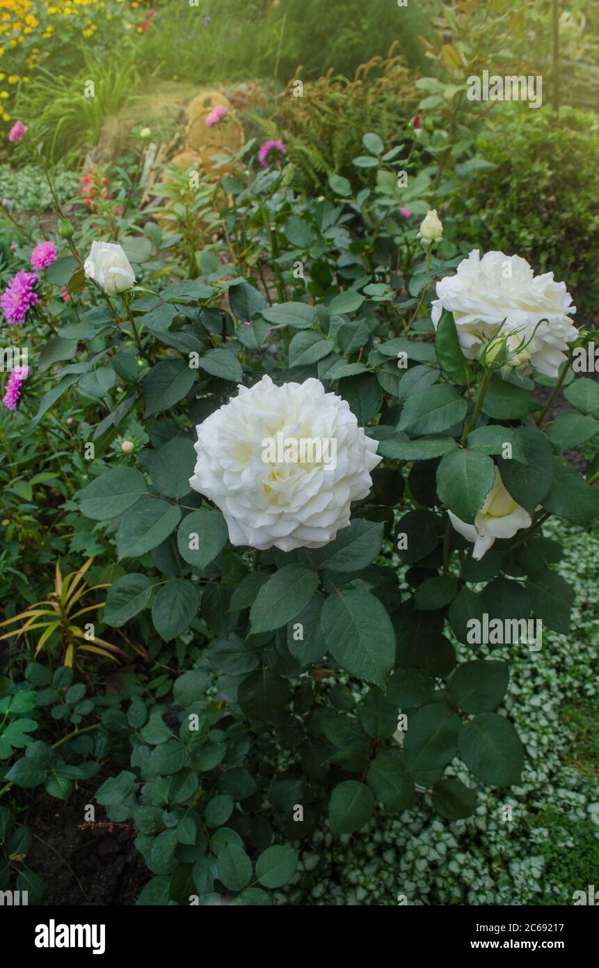 White roses blooms in the garden. White rose bush. White rose in a ...