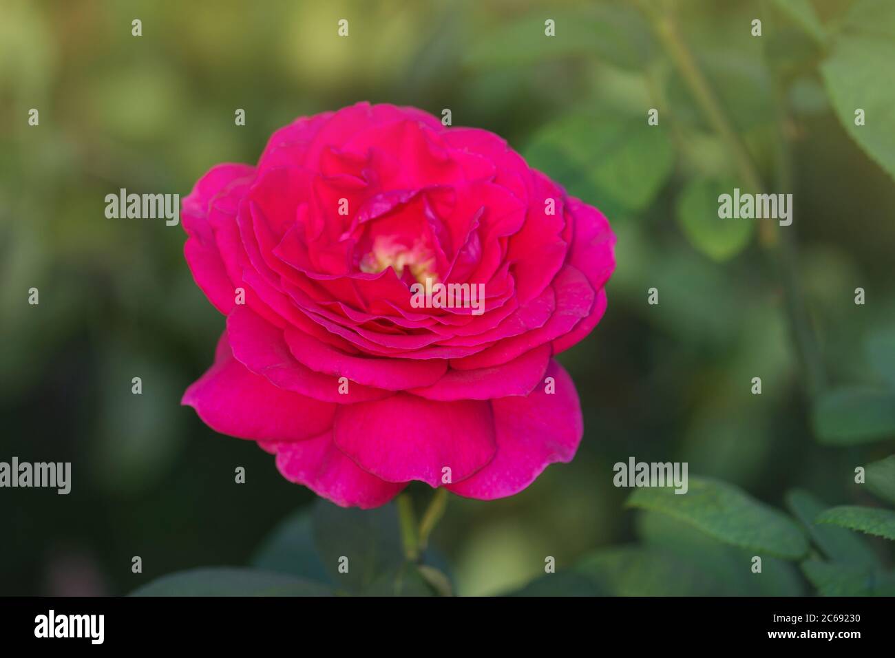 Big purple roses hi-res stock photography and images - Alamy