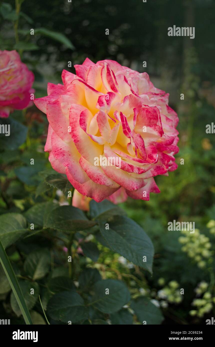 Rose petel change from yellow to pink. Rose Mango growing outdoor Stock ...