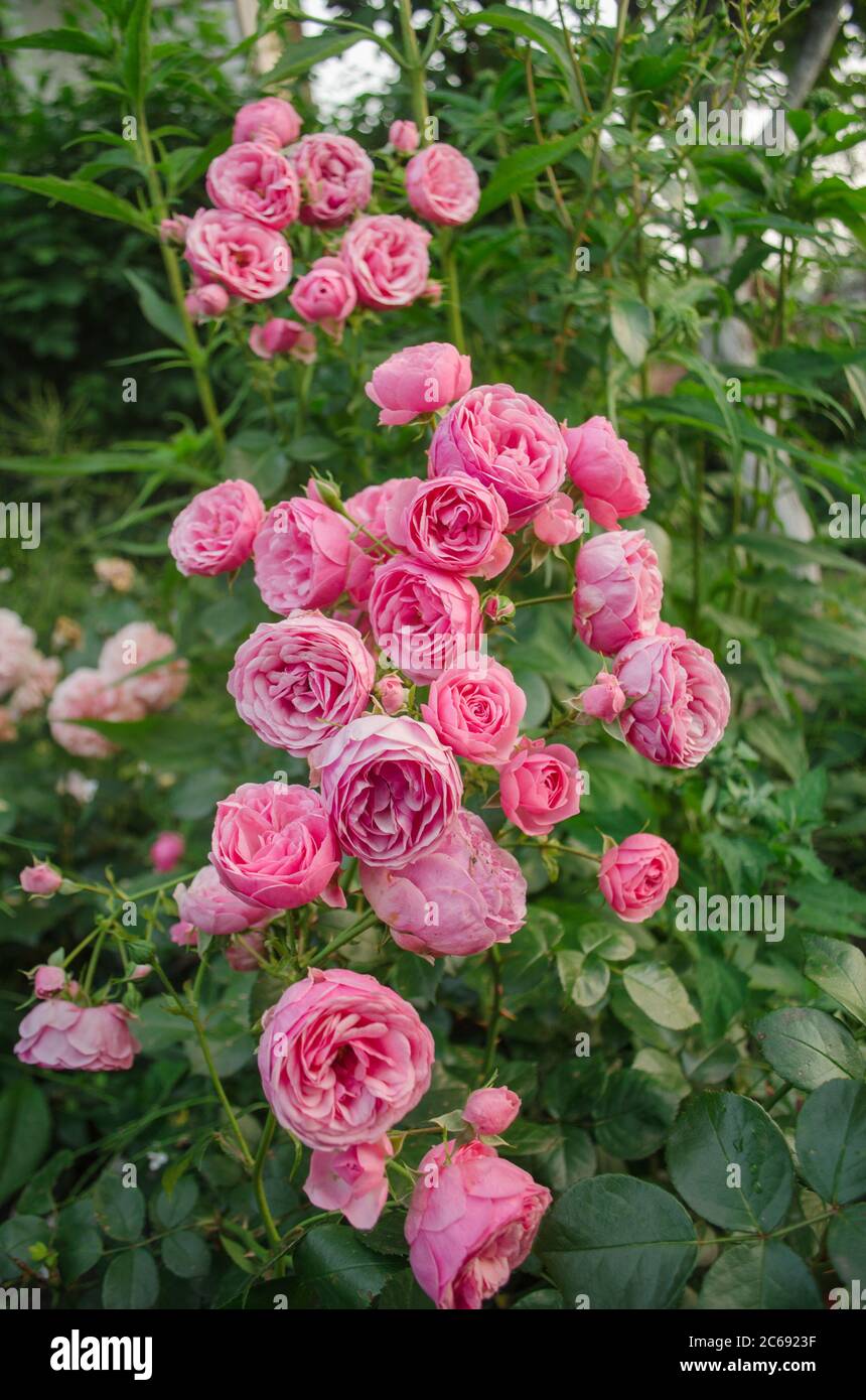 Many beautiful rose flowers Pomponella. Pink rose flowers on the rose ...