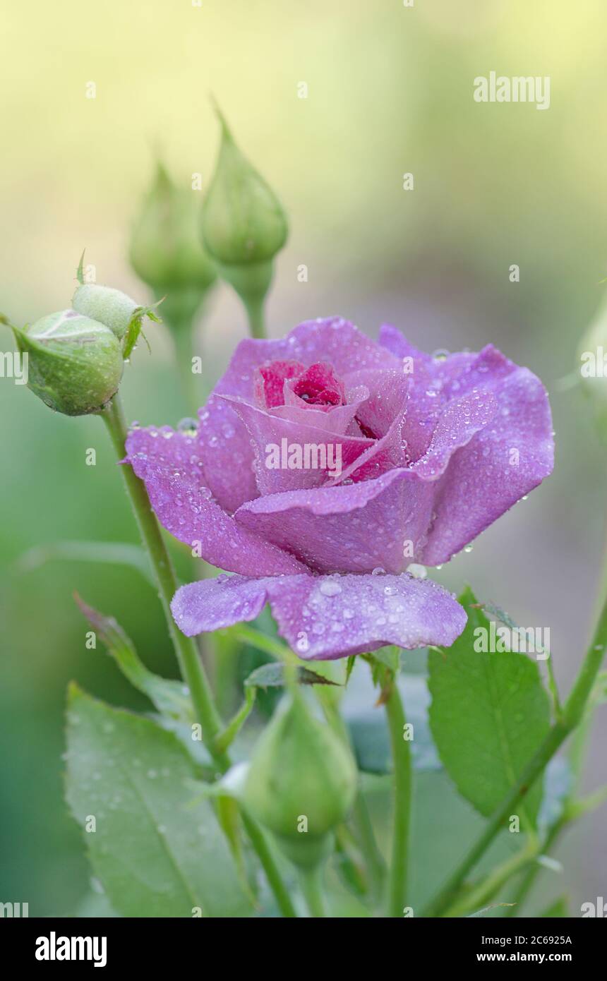 Purple lavender roses flowers plant growing in garden. Silver Star ...