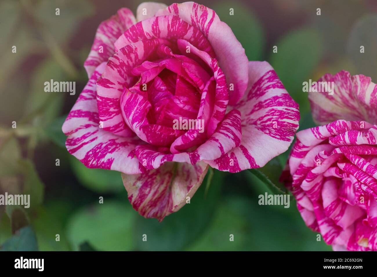 Colorful bush of striped roses in the garden. Pink roses with white ...