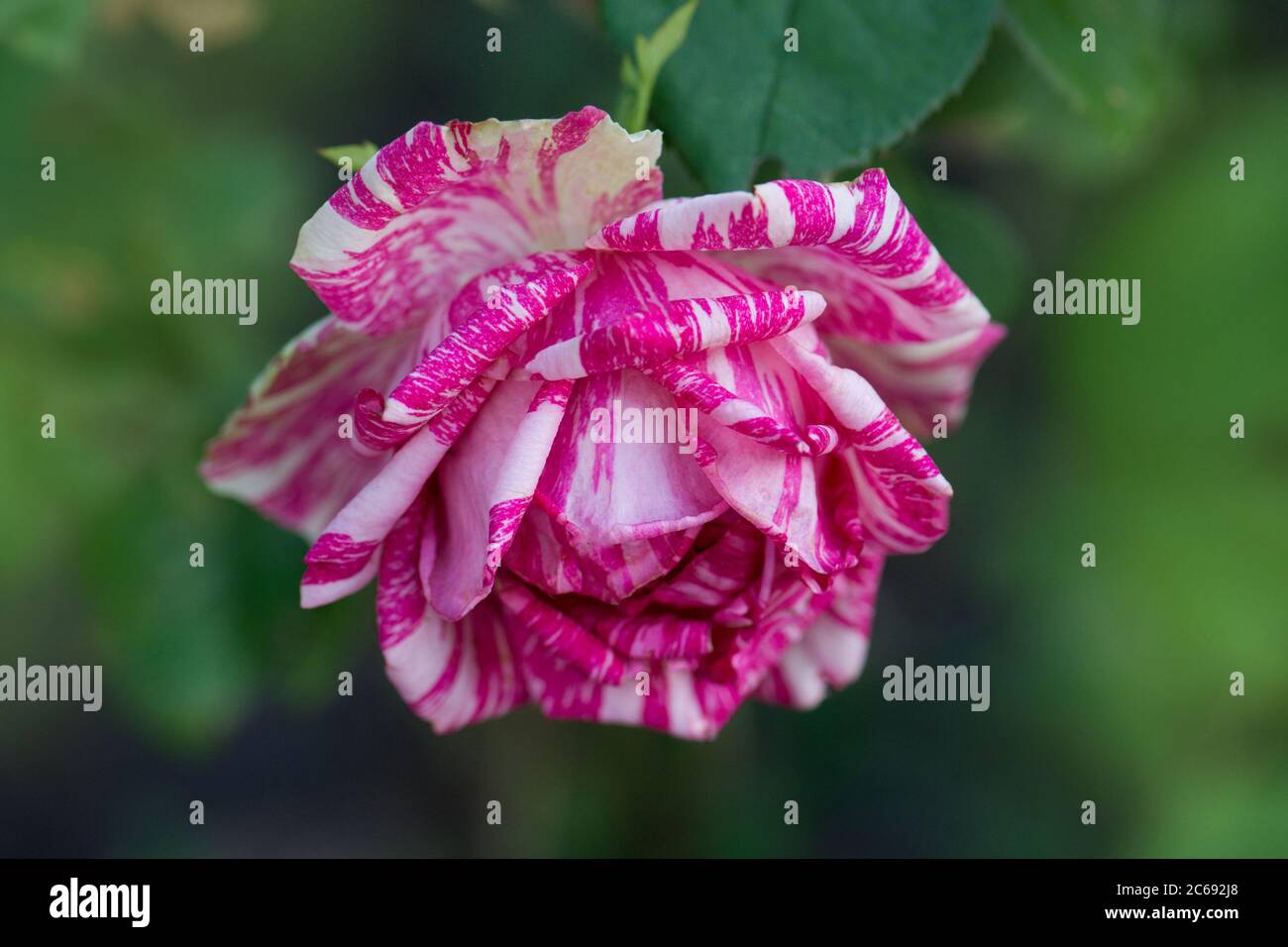 Colorful bush of striped roses in the garden. Pink roses with white ...