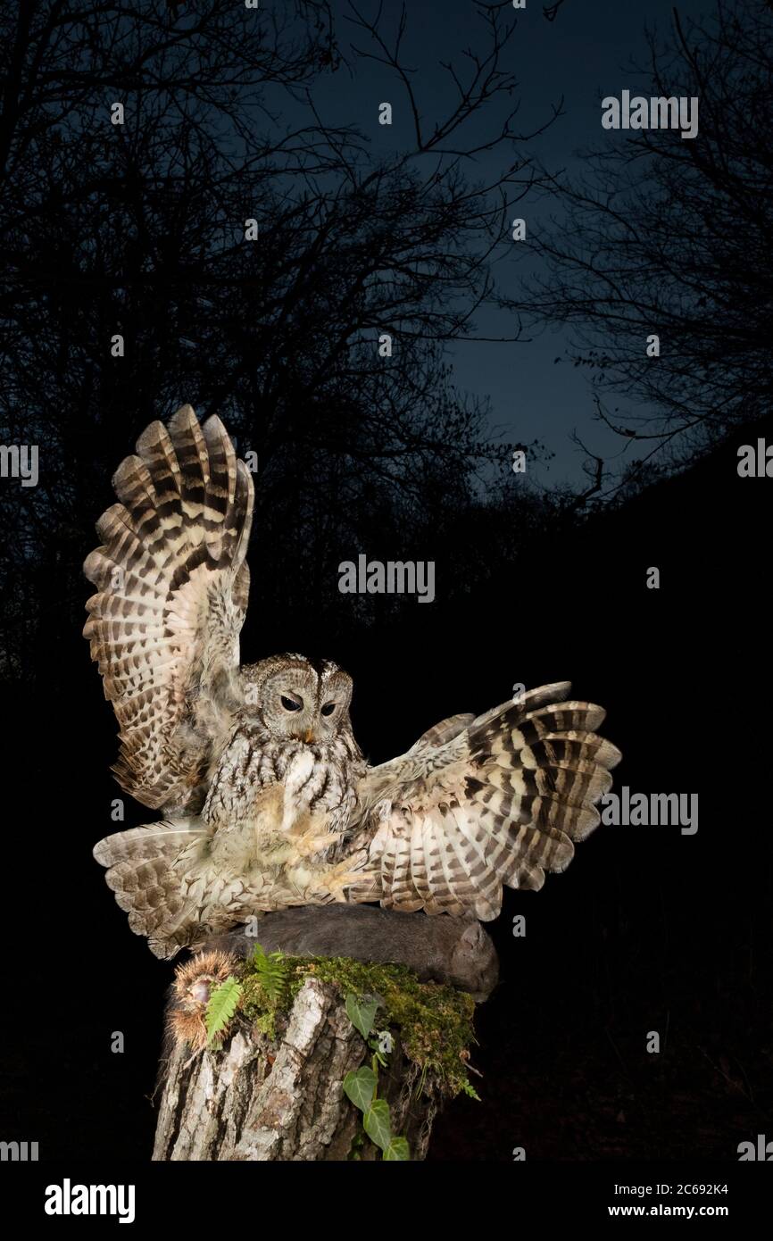 Tawny Owl (Strix aluco) in the Aosta valley in northern Italy. Landing ...