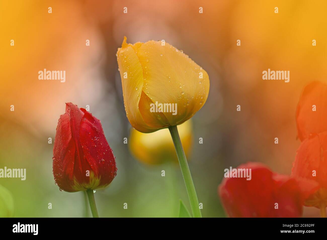 Cairo tulips hi-res stock photography and images - Alamy