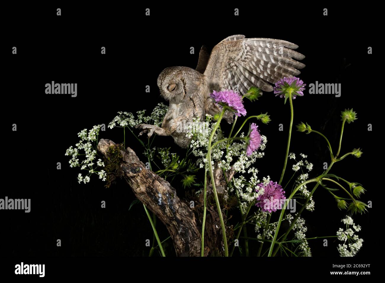 Eurasian Scops Owl (Otus scops scops) during the night in Italy ...