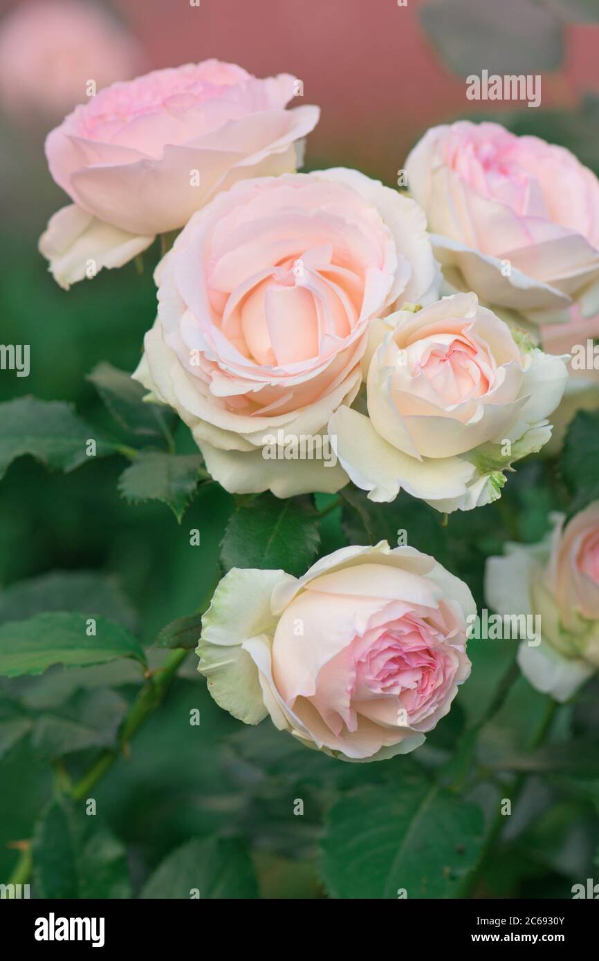 Summer beautiful pink roses flower. Climbing pink roses in garden Stock ...