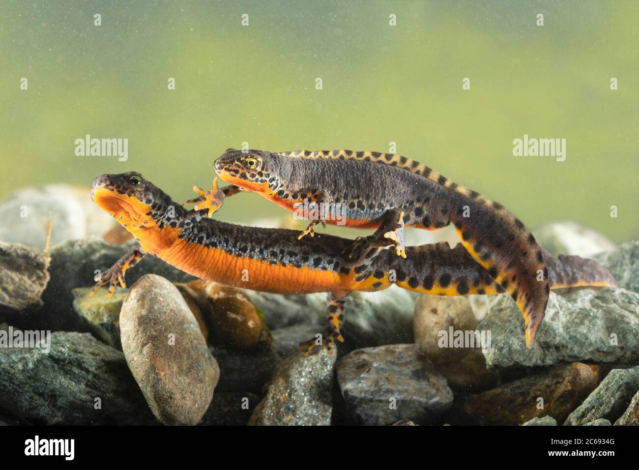 Alpine Newt (Ichthyosaura alpestris) swimming under water in river in ...