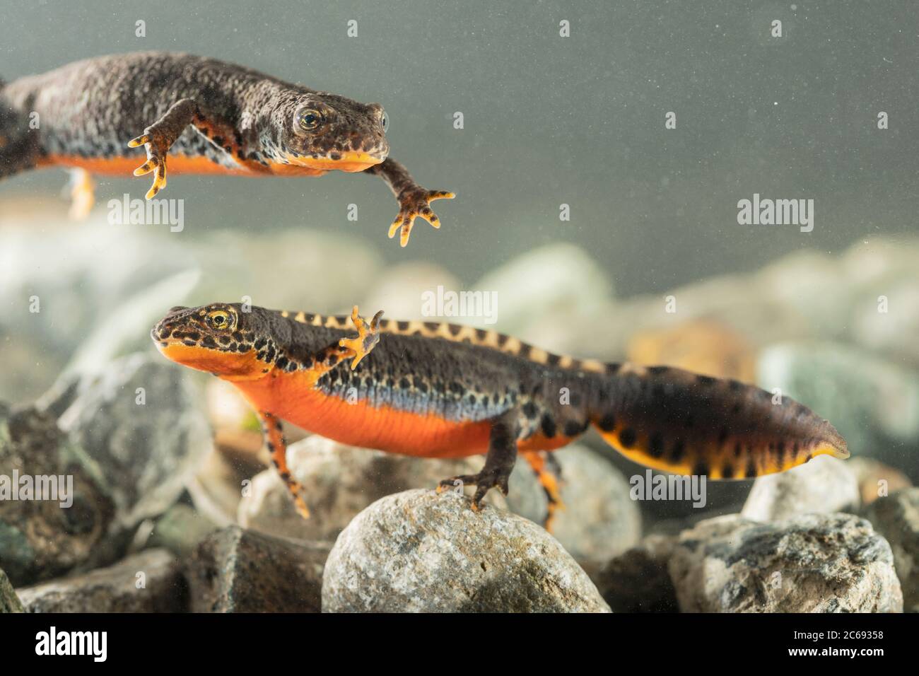 Alpine Newt (Ichthyosaura alpestris) swimming under water in river in ...