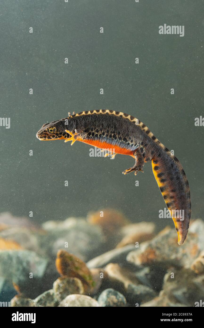 Alpine newt hi-res stock photography and images - Alamy