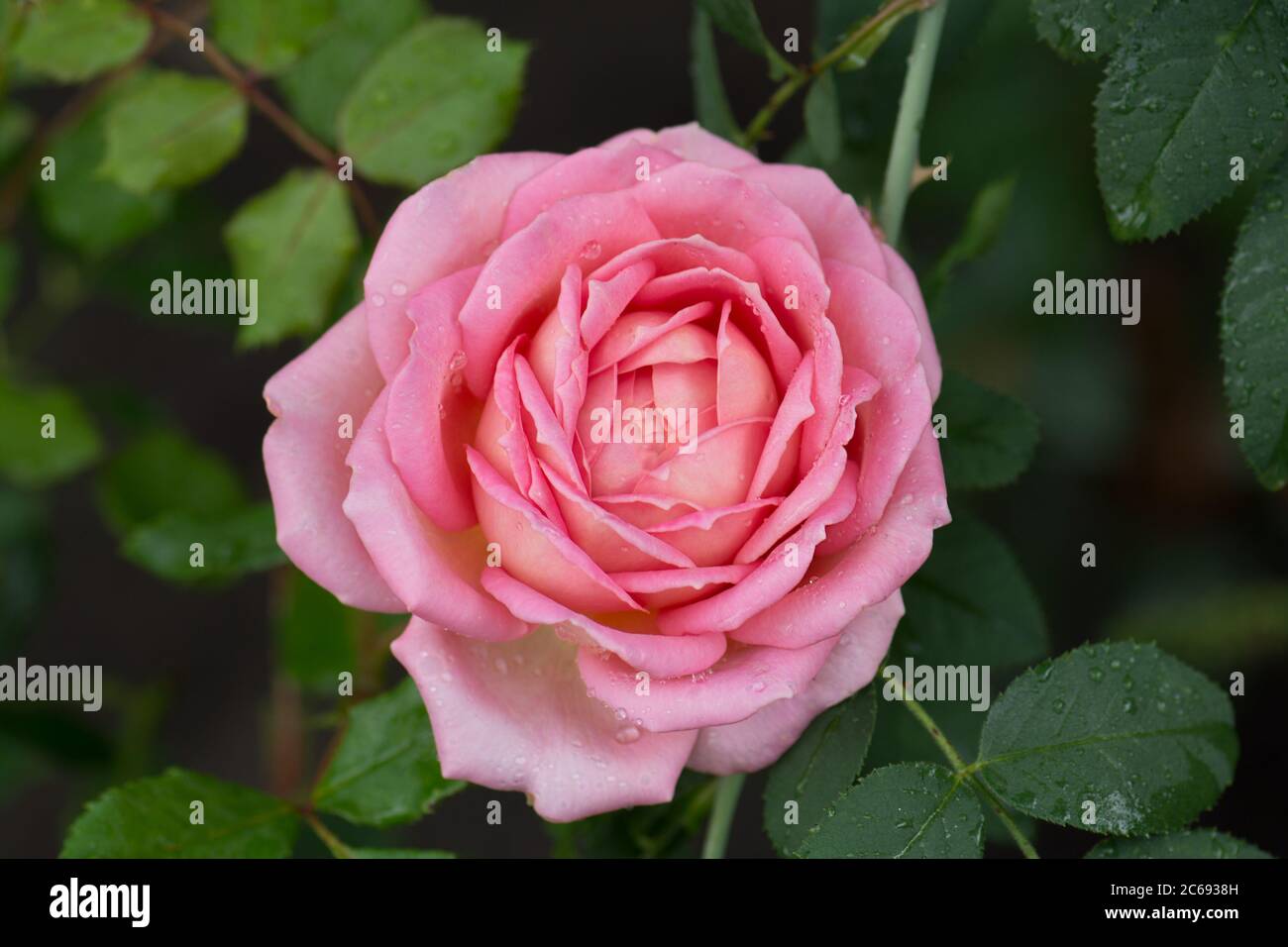 English rose in garden. English pink rose in the summer garden Stock ...