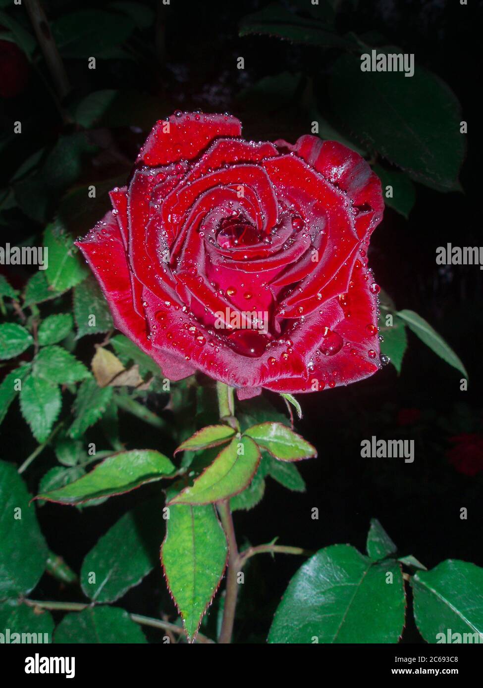 Red roses on a bush in a garden at night. Red rose flower background at ...