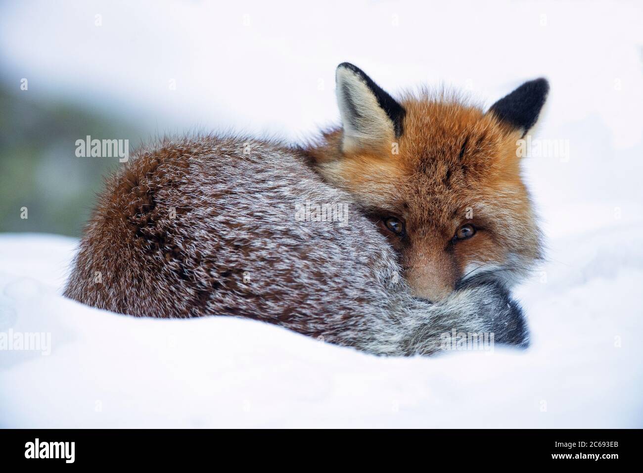 Fox sleeping snow hi-res stock photography and images - Alamy