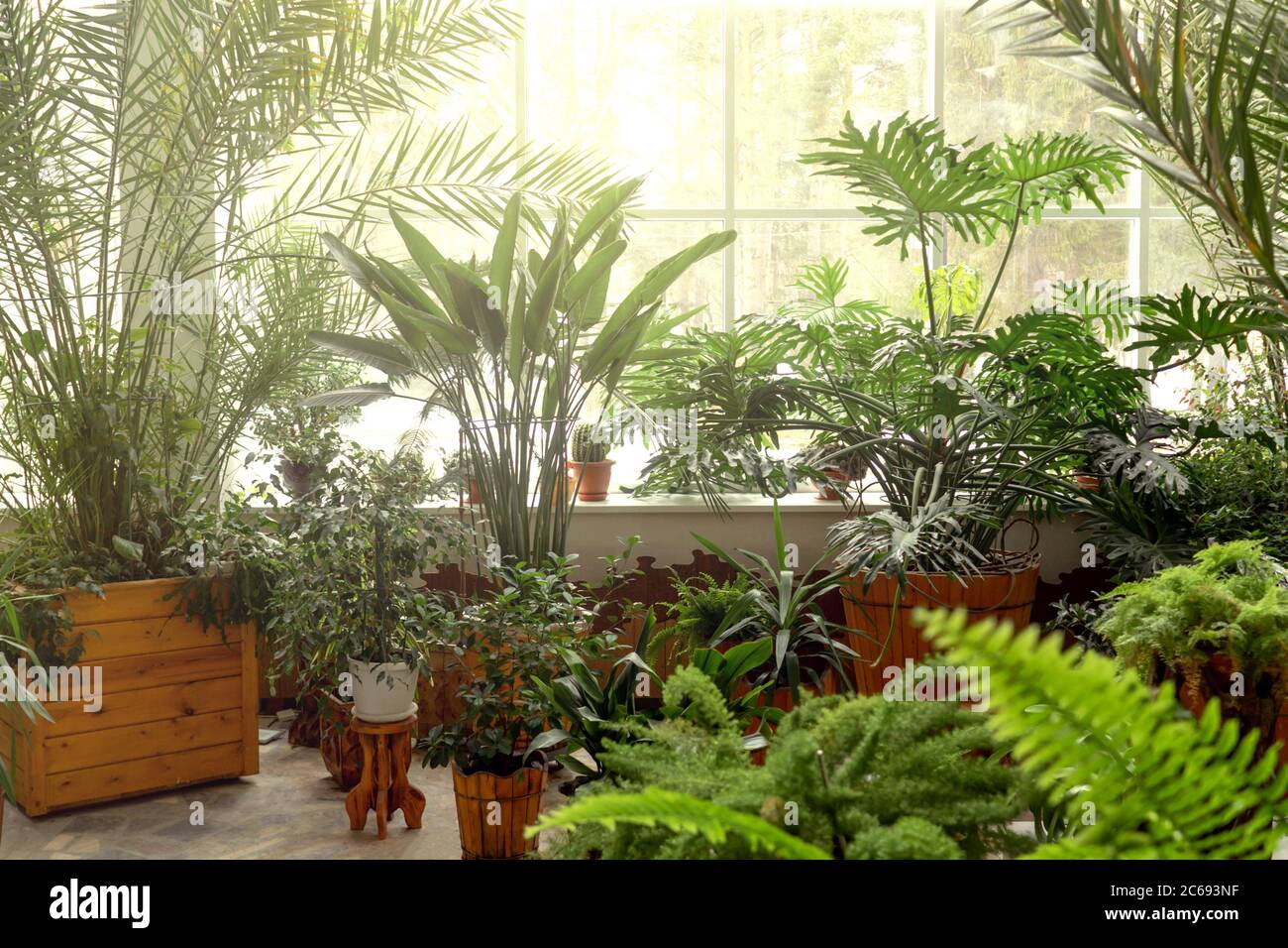 Green plants in botanical garden indoor. Sunshine in panoramic window ...