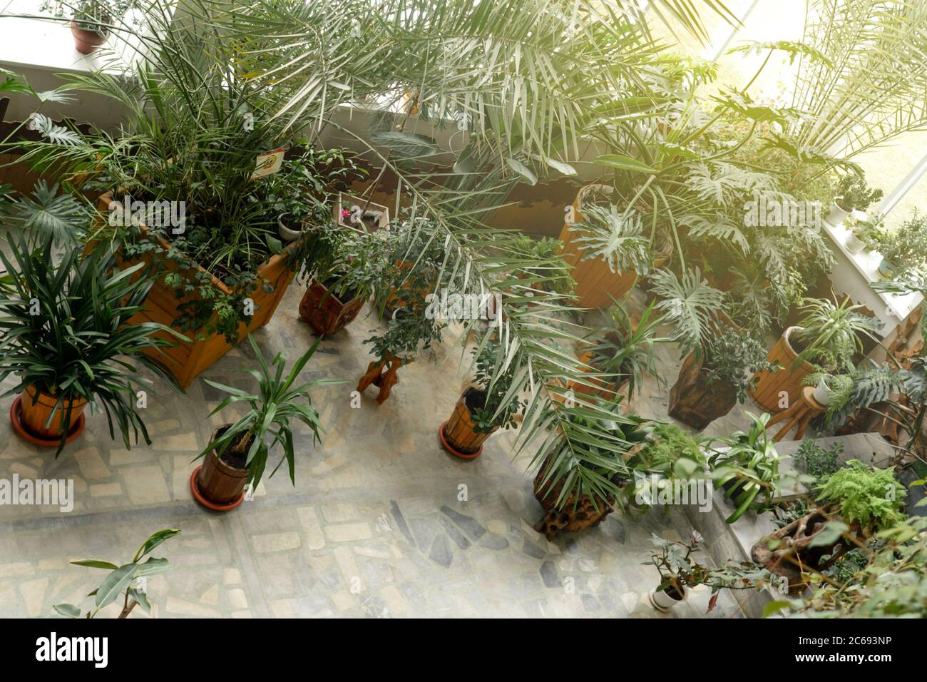 Green plants in botanical garden indoor. Fresh natural background Stock ...