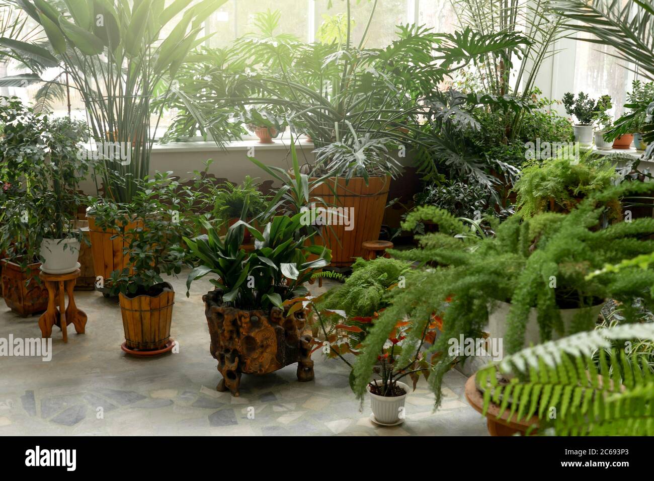 Green plants in botanical garden indoor. Sunshine in panoramic window ...