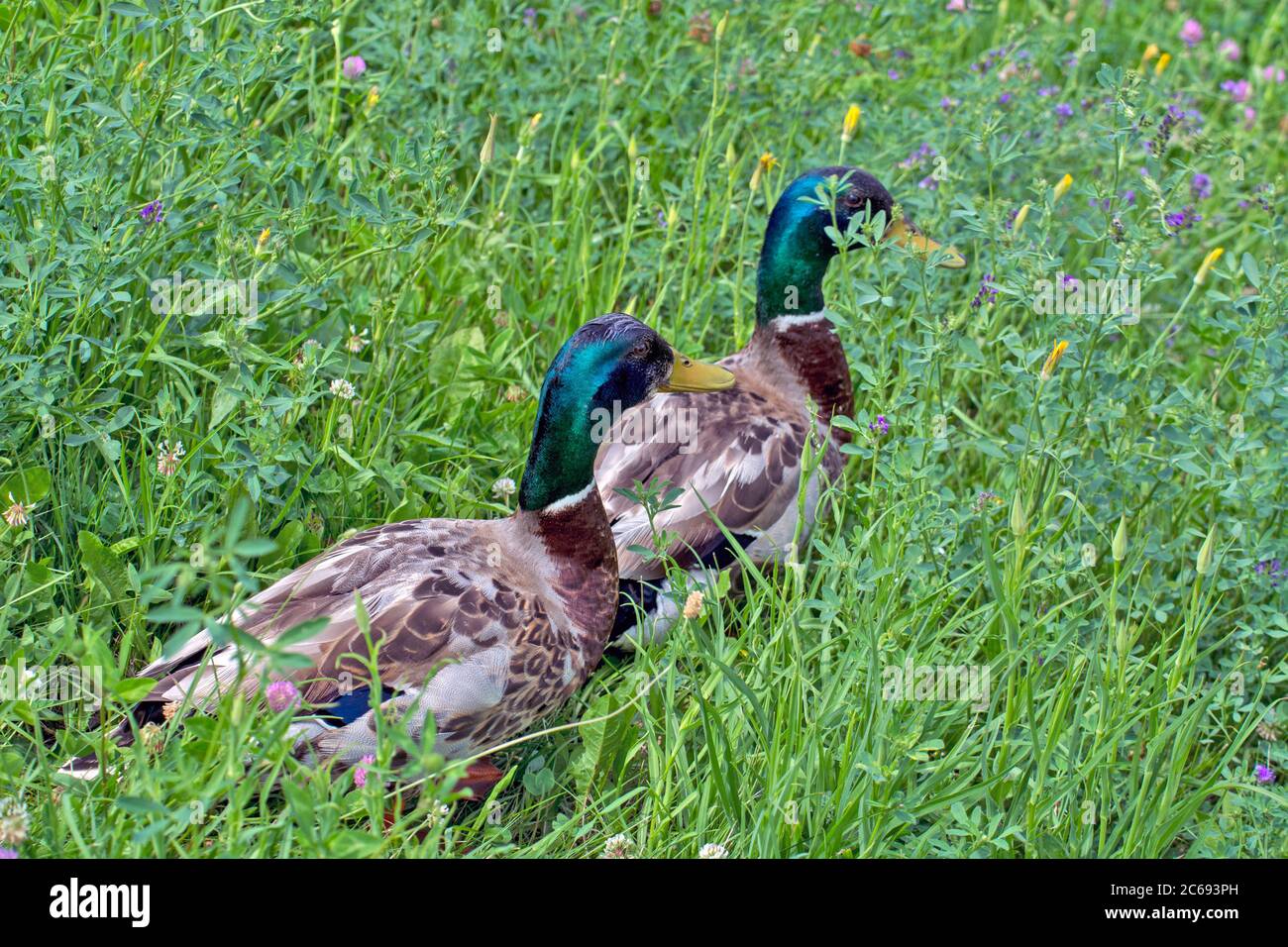 Ducks a couple resting on the shore. Ducks sunbathe, graze and rest ...