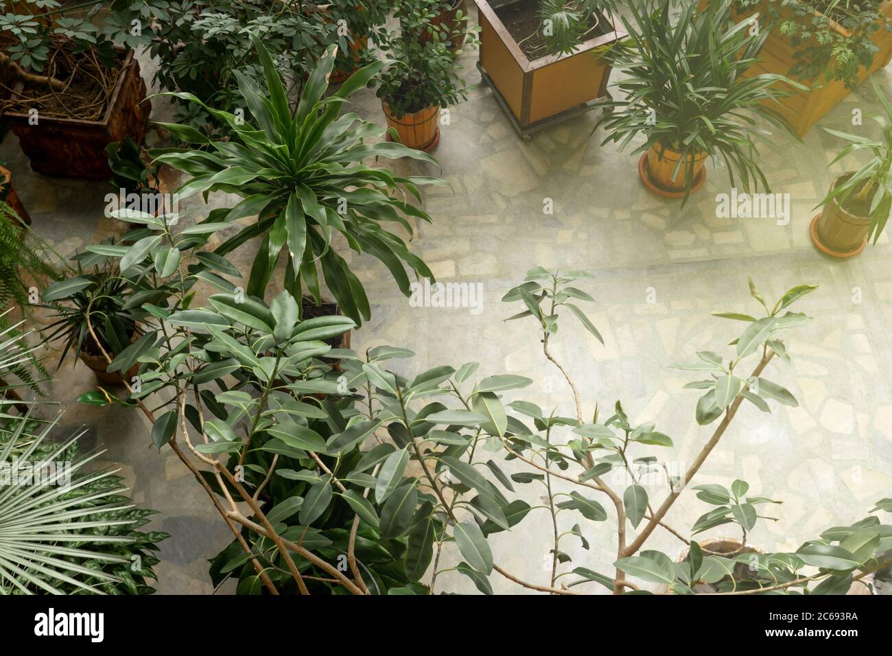 Green plants in botanical garden indoor. Fresh natural background Stock ...