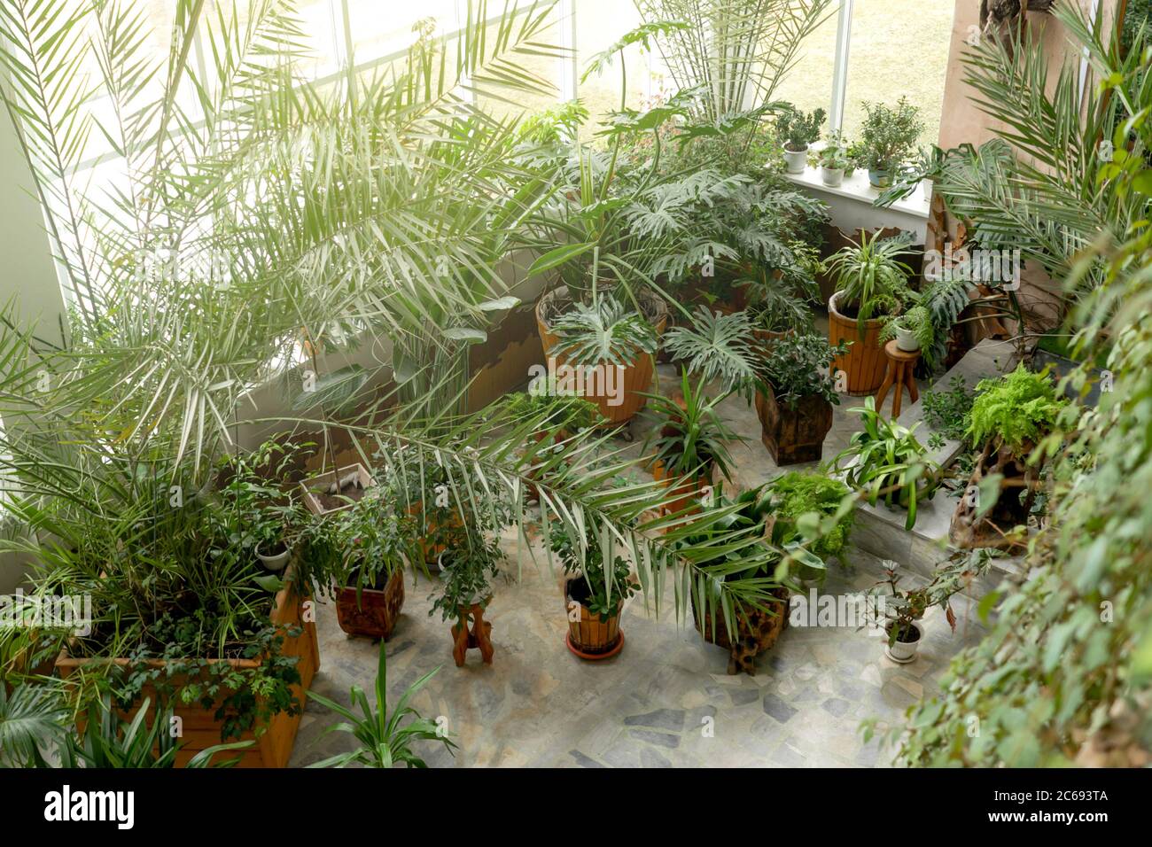 Green plants in botanical garden indoor. Sunshine in panoramic window ...