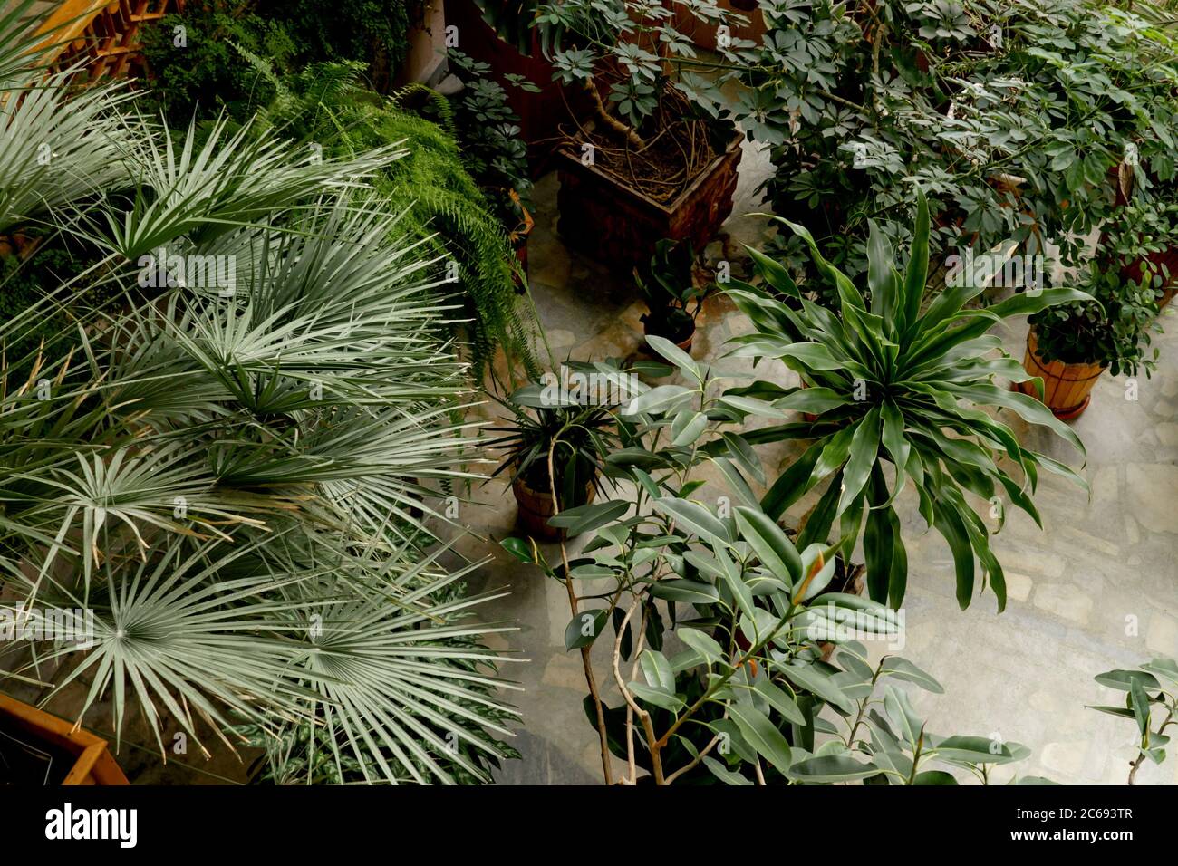 Green plants in botanical garden indoor. Fresh natural background Stock ...