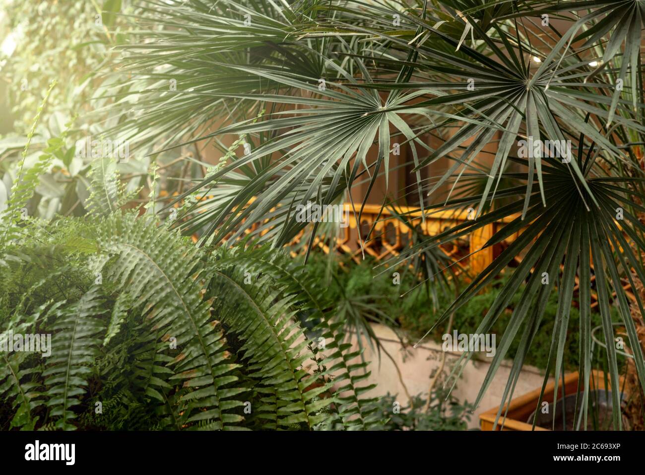 Green plants in botanical garden indoor. Fresh natural background Stock ...