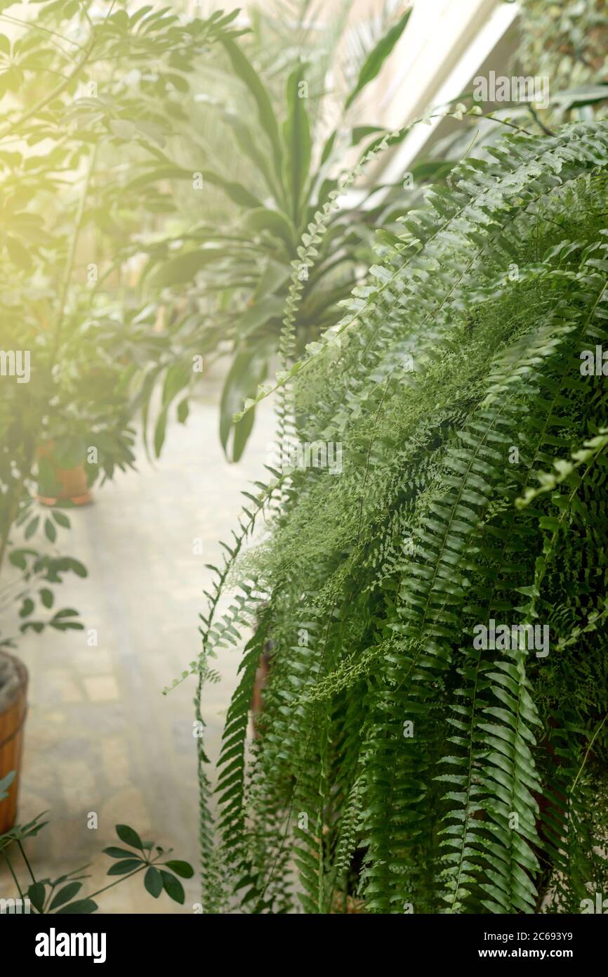 Green plants in botanical garden indoor. Sunshine in panoramic window ...