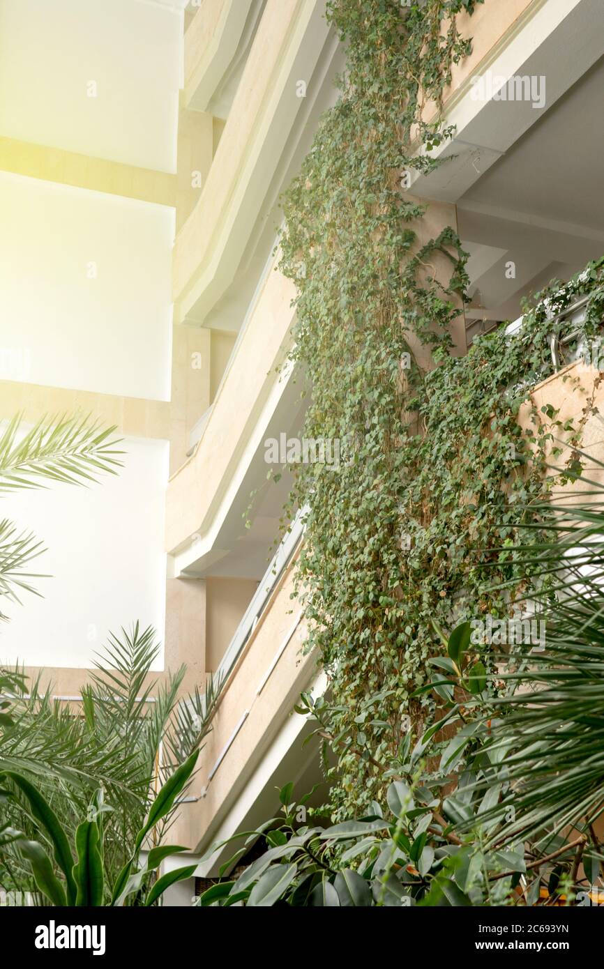 Green plants in botanical garden indoor. Sunshine in panoramic window ...