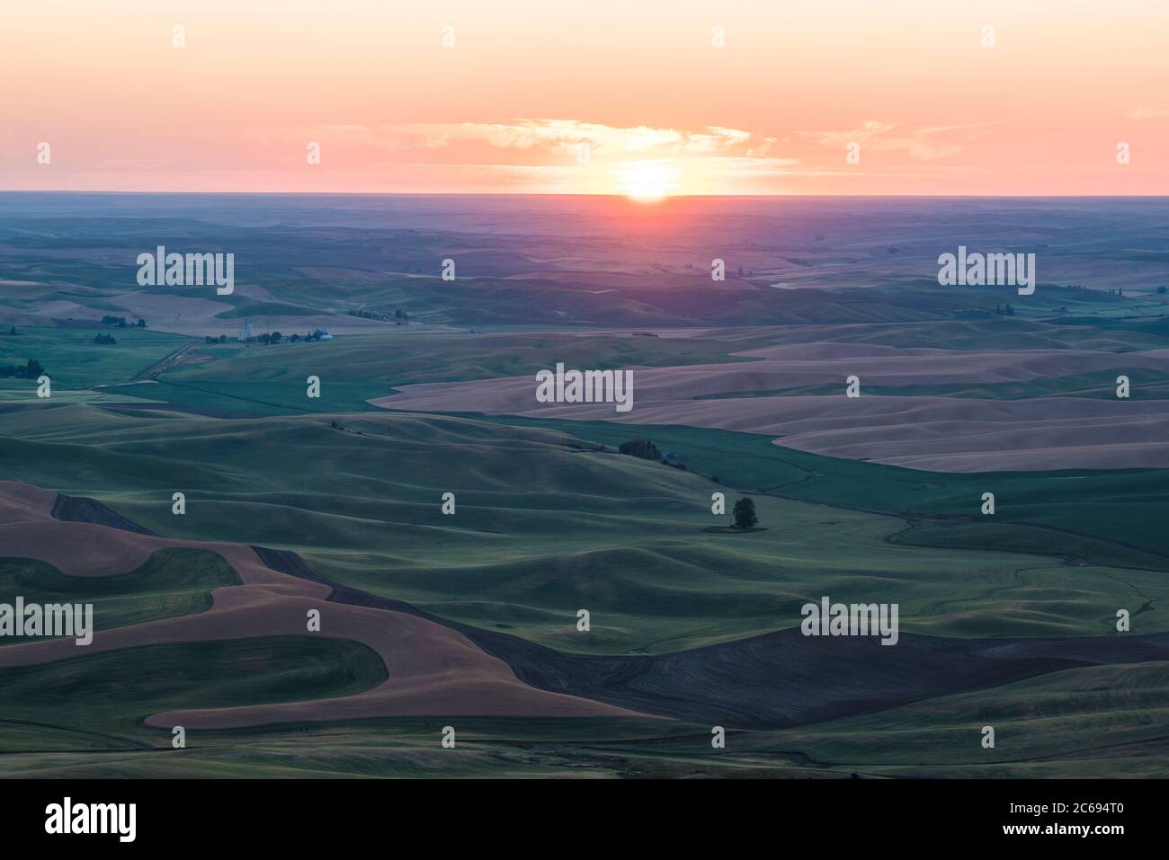 Sunset view of Palouse wheat field, at summer time, in Washington State ...