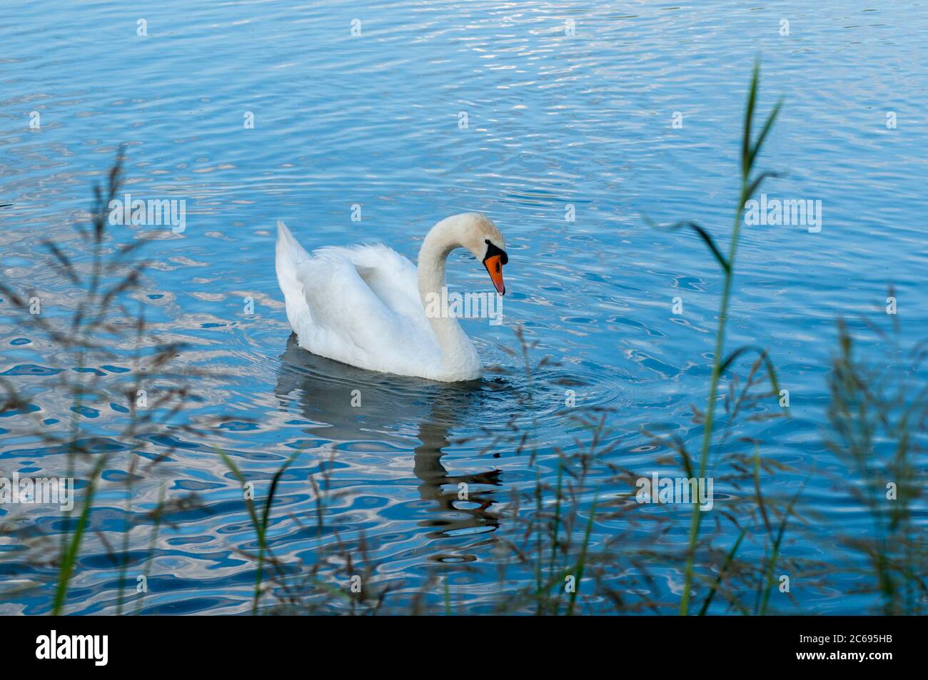 A white majestic swan floats in front of a wave of water. Young swan in ...