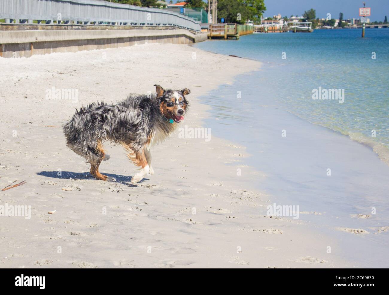 Shepherd dog at beach hi-res stock photography and images - Alamy