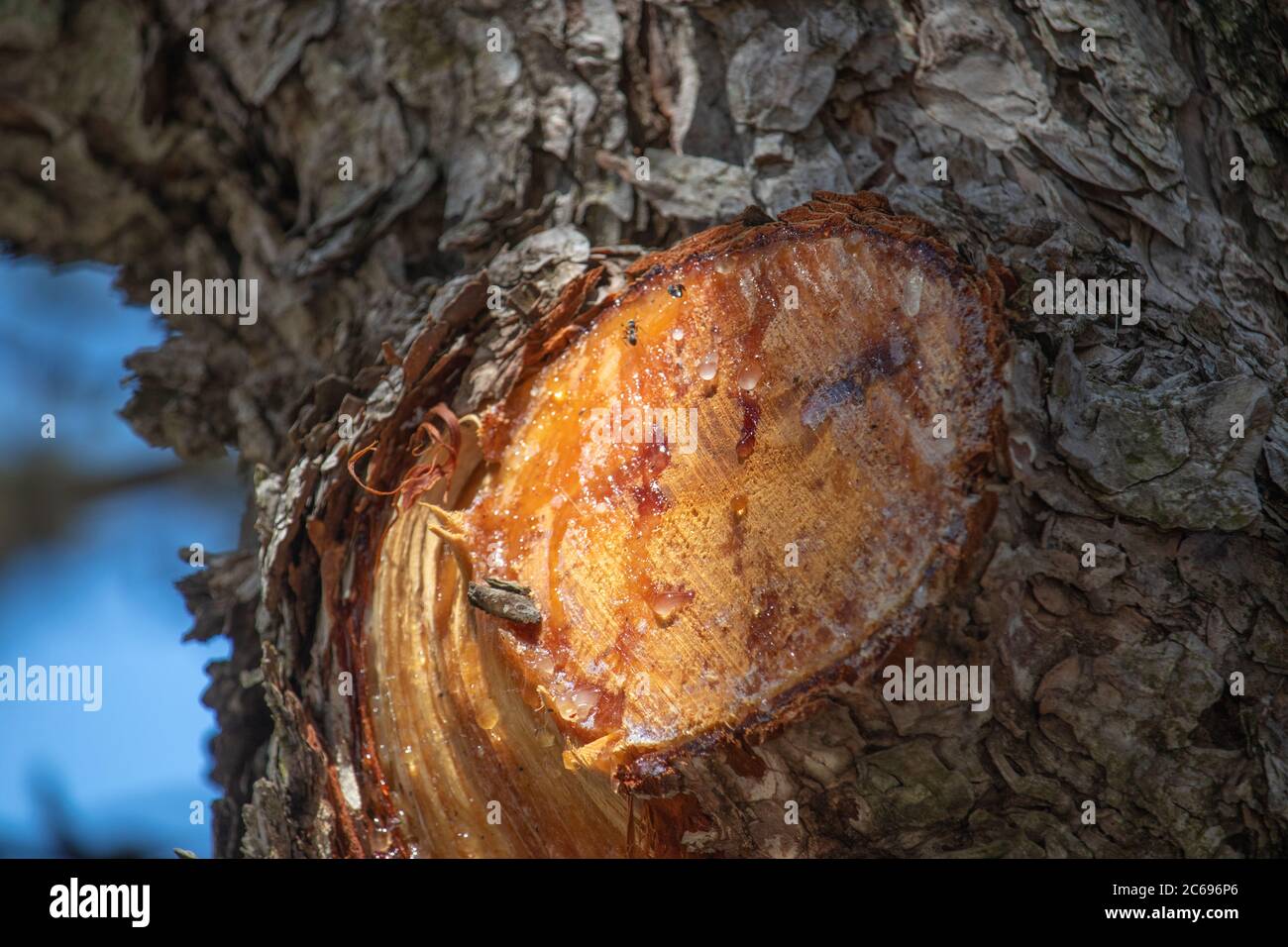 Transparent tree sap leaking from a freshly cut branch from a forest ...