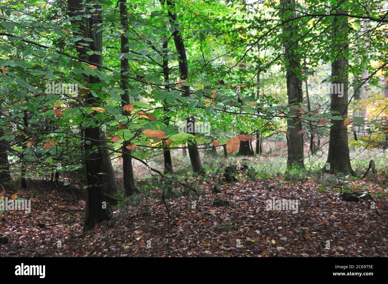 Little Dean Walk, Forest of Dean Stock Photo - Alamy