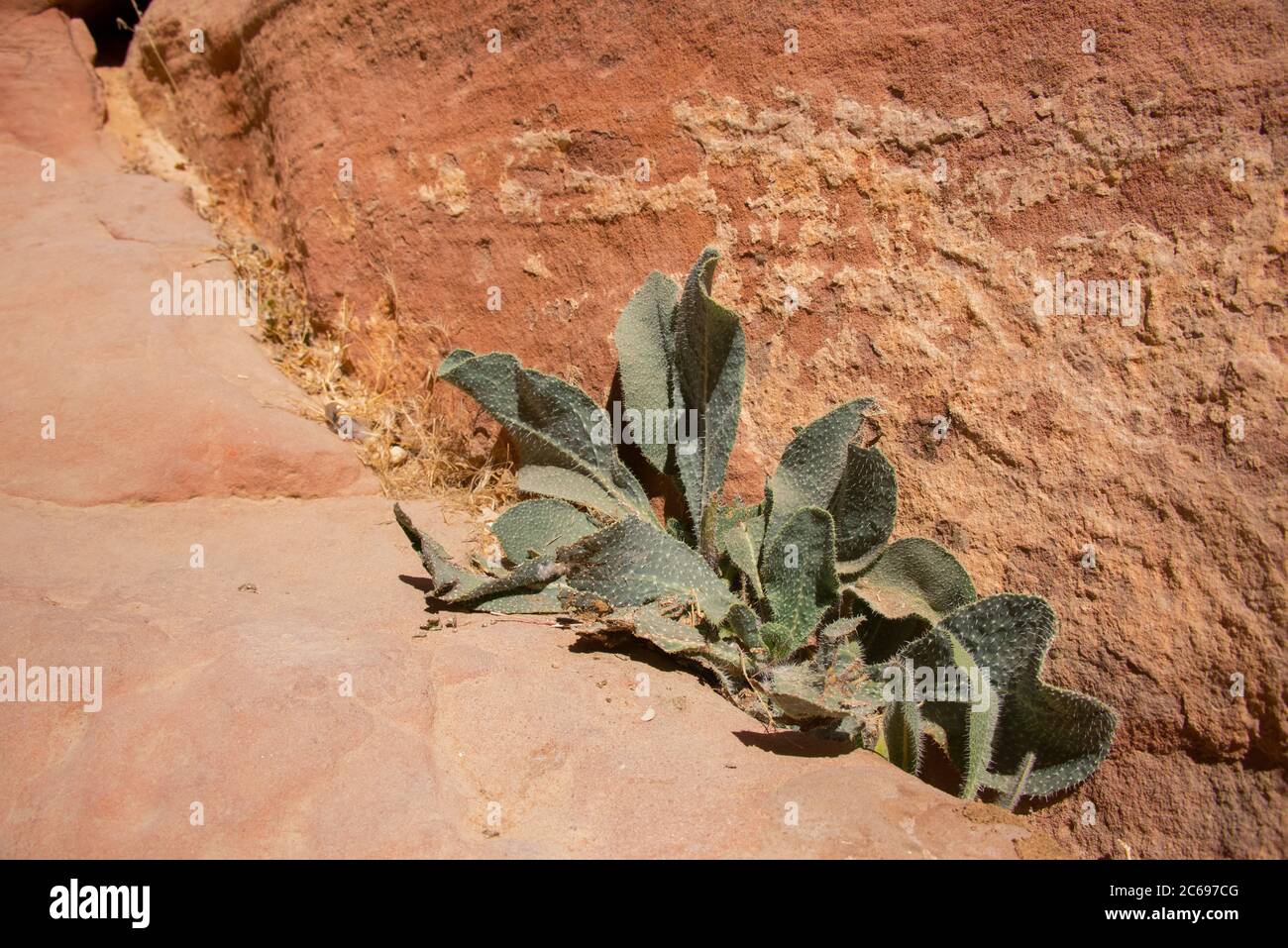 Jordanian plants hi-res stock photography and images - Alamy