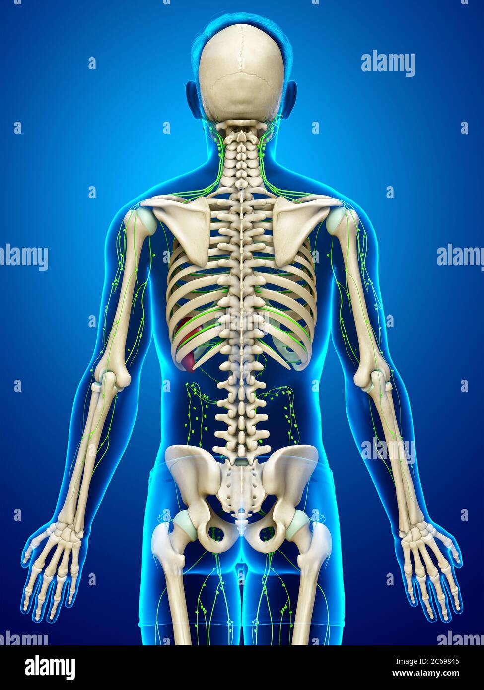 3d rendered medically accurate illustration of a male lymphatic system ...