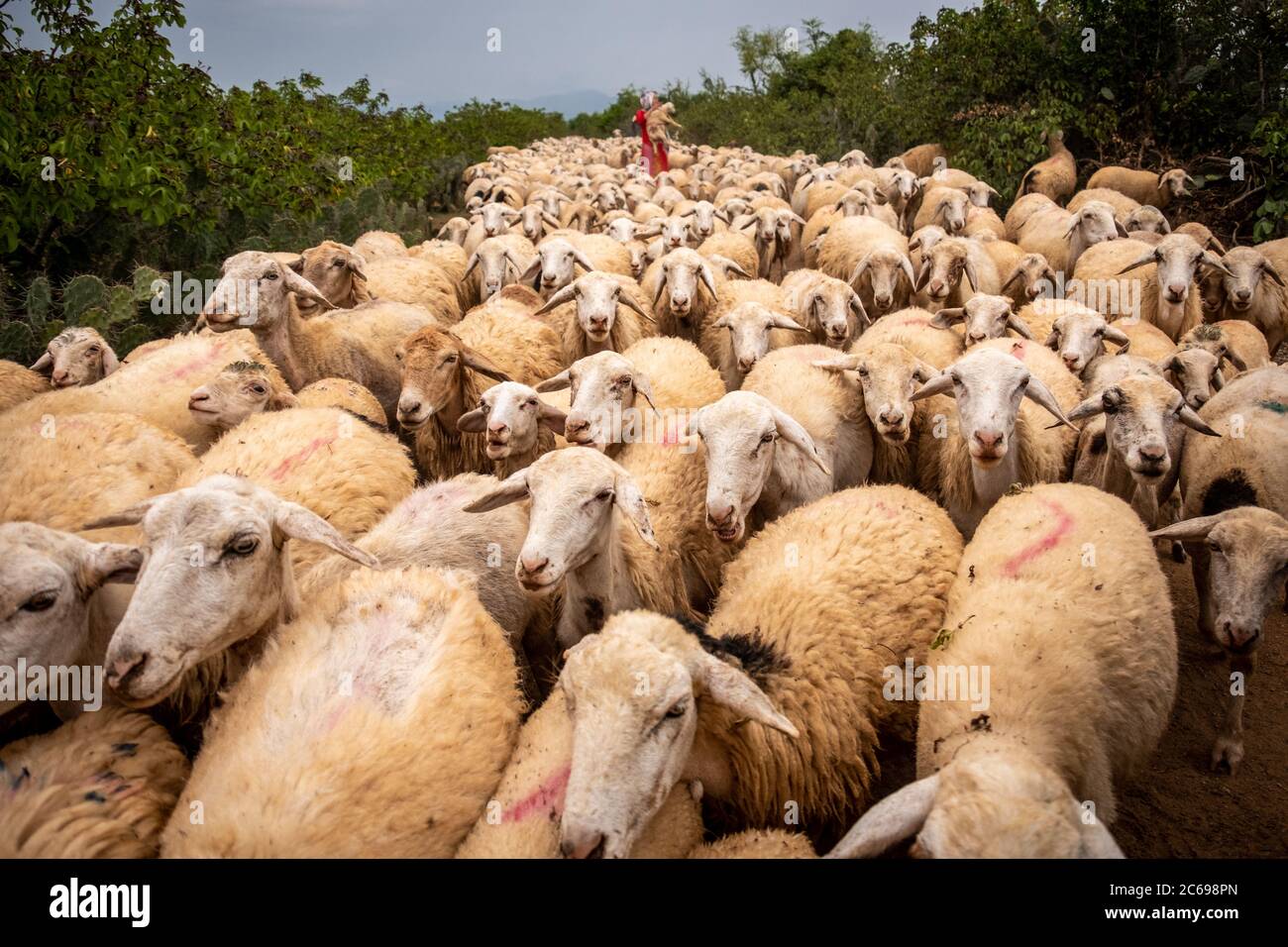 Female sheep farmer hi-res stock photography and images - Alamy