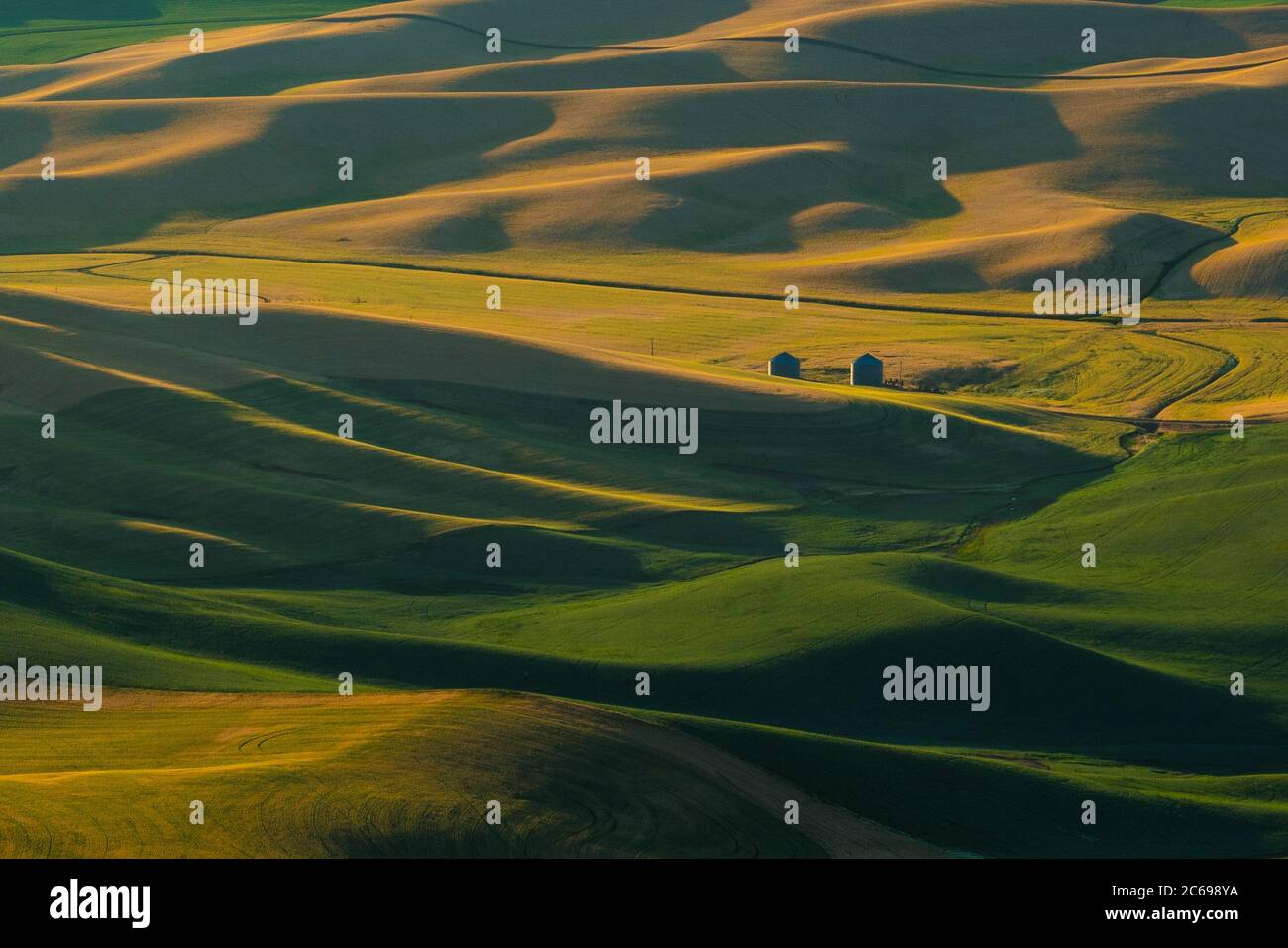 Sunset view of Palouse wheat field, at summer time, in Washington State ...