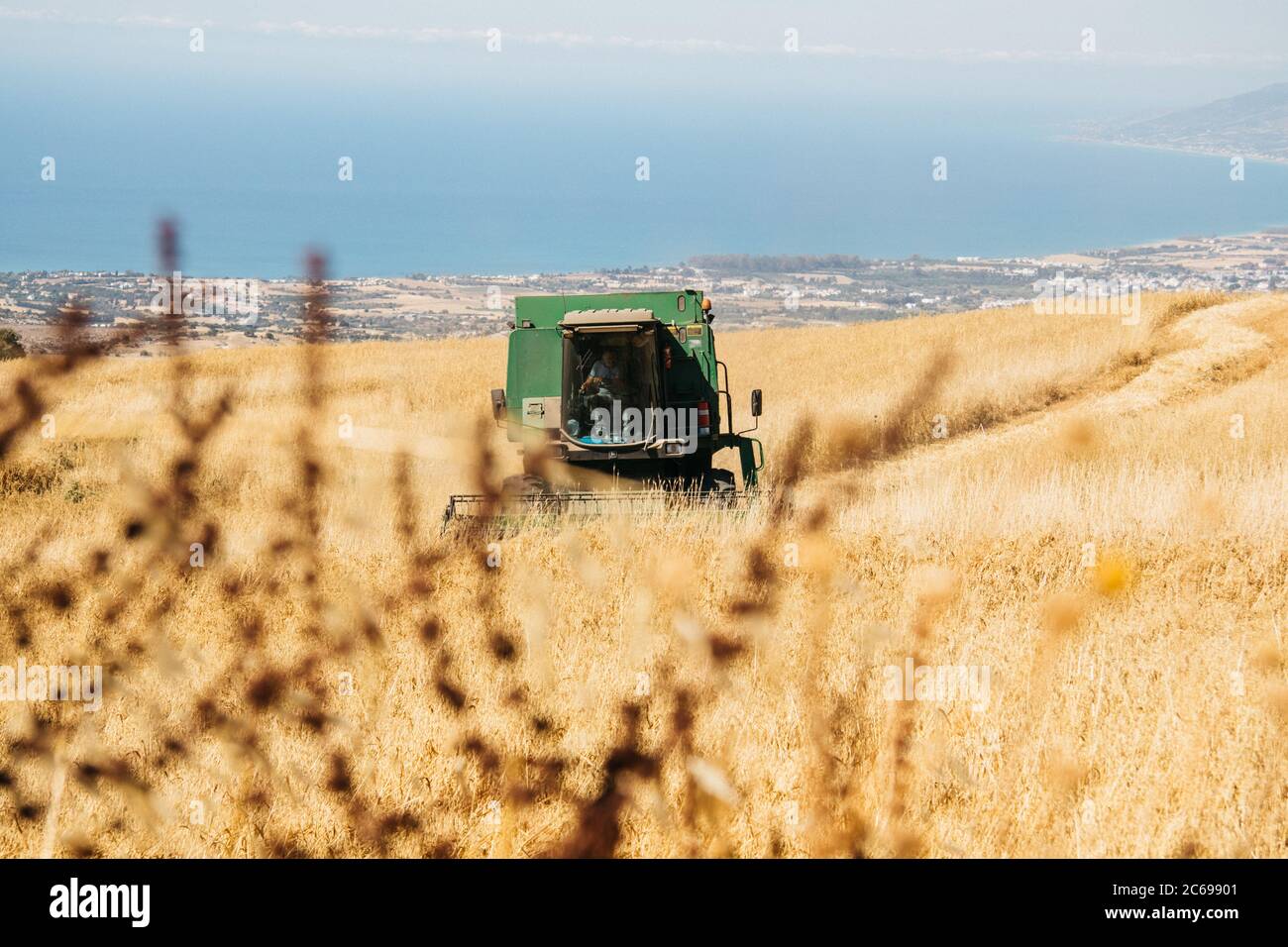 Harvest at Fasli, Paphos, Cyprus Stock Photo - Alamy