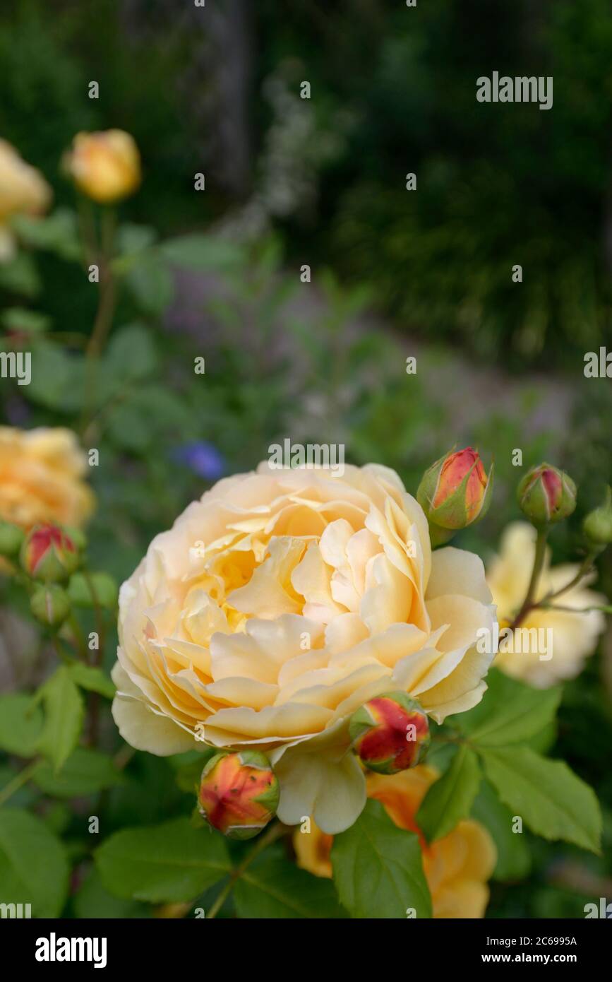 Golden celebration david austin rose hi-res stock photography and ...