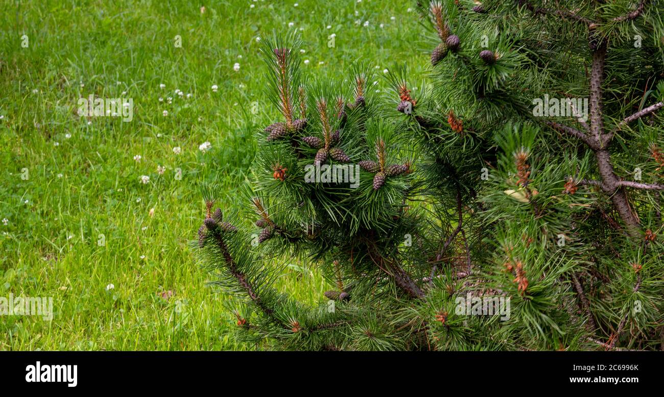 Closed pine cone hi-res stock photography and images - Alamy