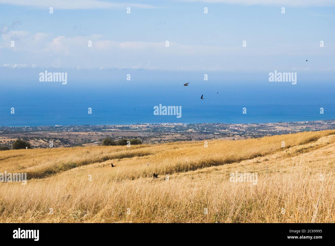 Harvest at Fasli, Paphos, Cyprus Stock Photo - Alamy