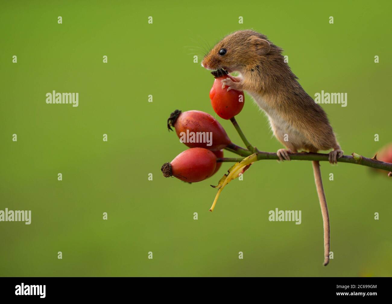 Gathering mouse hi-res stock photography and images - Alamy