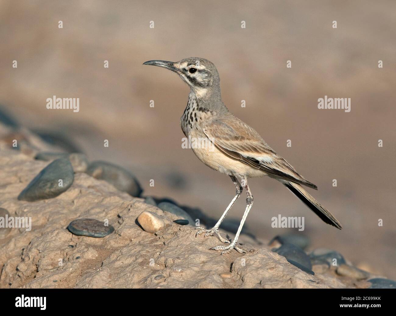 Greater Hoopoe-lark (Alaemon alaudipes alaudipes) standing on the ...