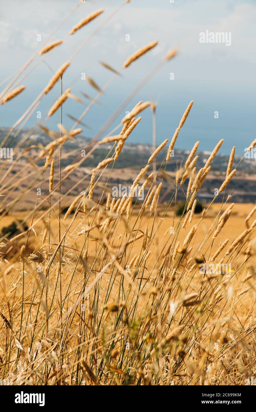 Harvest at Fasli, Paphos, Cyprus Stock Photo - Alamy