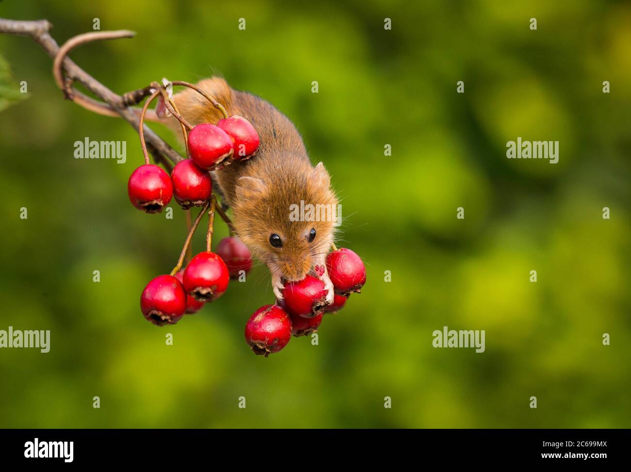 Gathering mouse hi-res stock photography and images - Alamy
