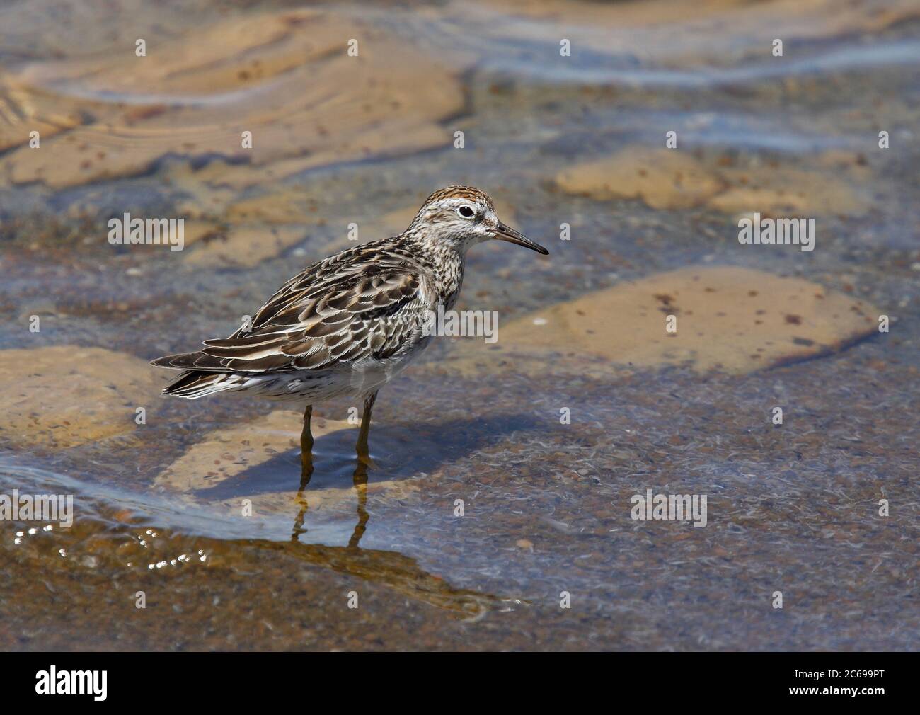 Sharp-tailed Sandpiper (Calidris acuminata Stock Photo - Alamy