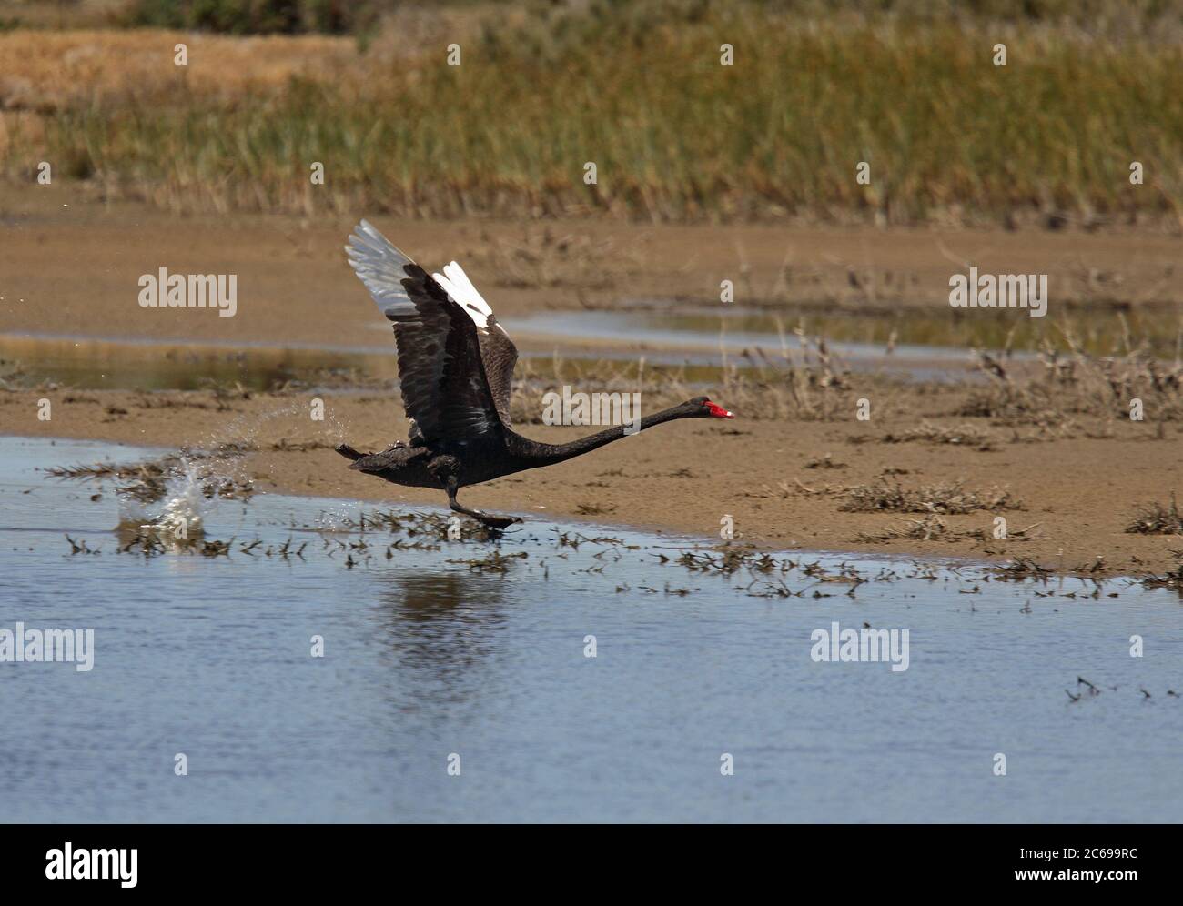 Adult Black Swan (Cygnus atratus) taking off from a shallow semi-dry ...