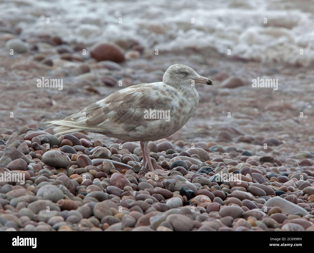 Second-year Glaucous Gull (Larus hyperboreus hyperboreus) on beach in ...