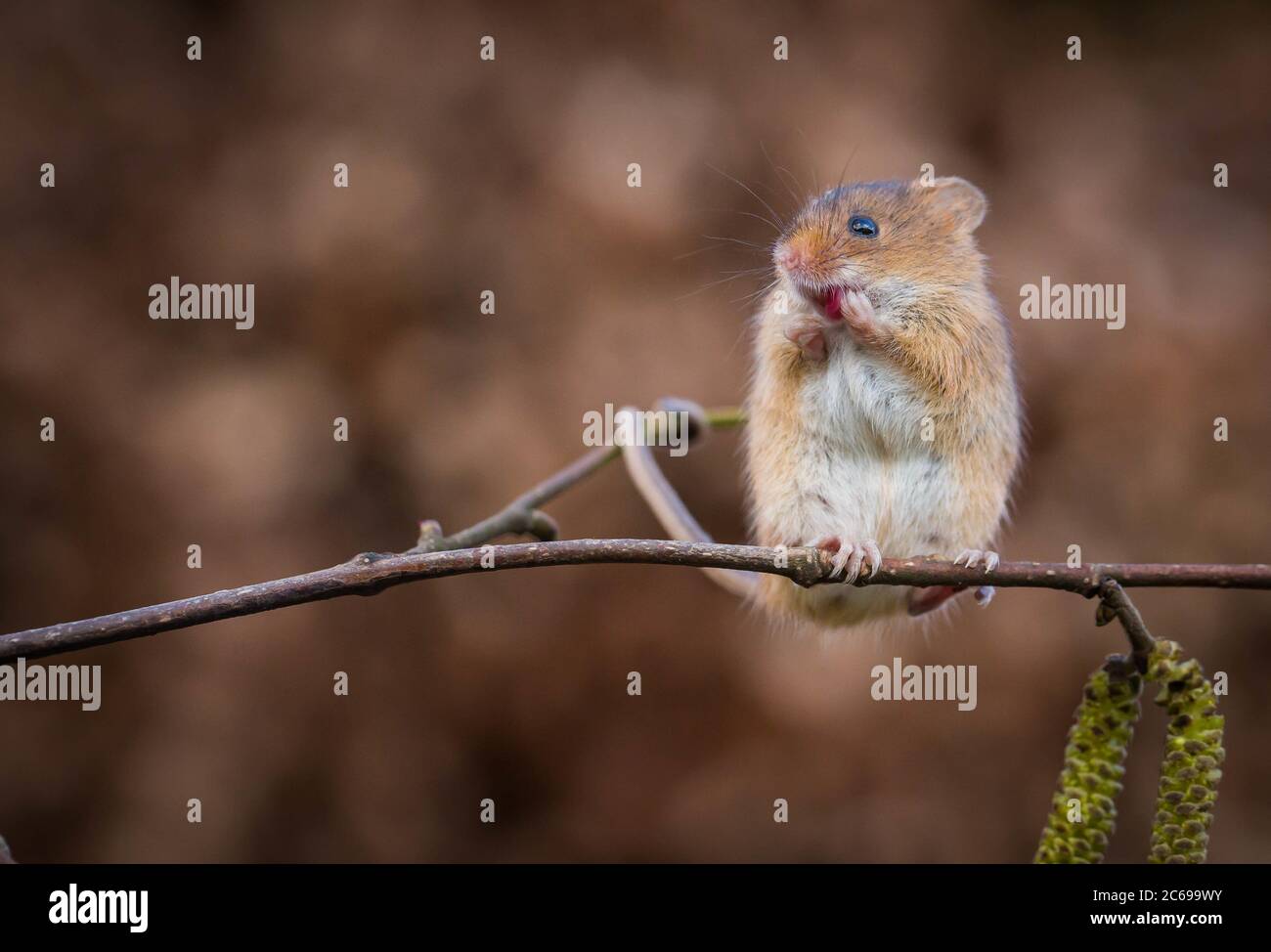 Harvest mouse on twig hi-res stock photography and images - Alamy