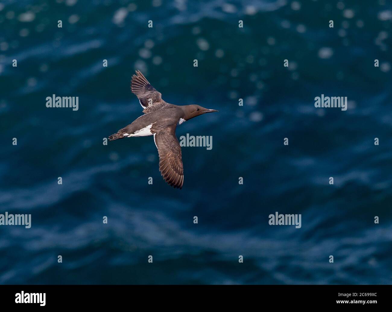 Adult Common Murre (Uria aalge albionis), also known as Common ...