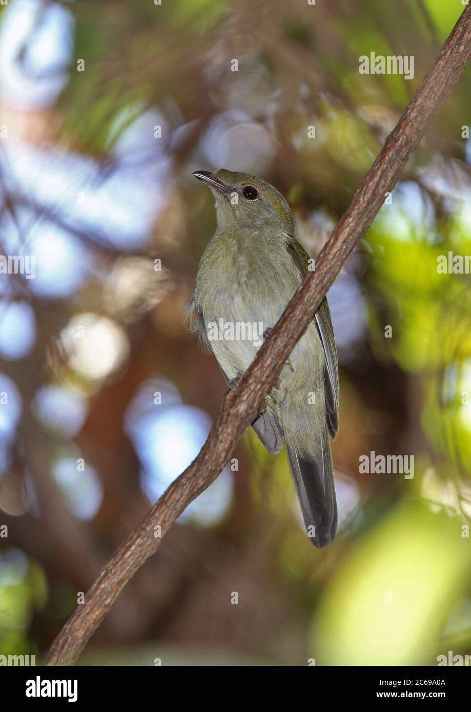 Female manakin bird hi-res stock photography and images - Alamy